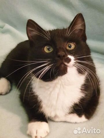 Котенок с косыми глазками Каспер