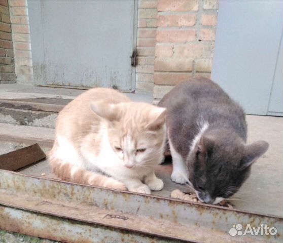 Брошенный котик