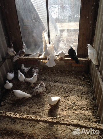 Продажа бакинских голубей, и лохманогих голубей