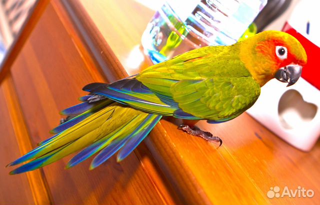 Солнечный аратинга выкормыш