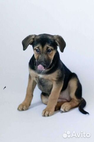 Челси (щенок в дар)