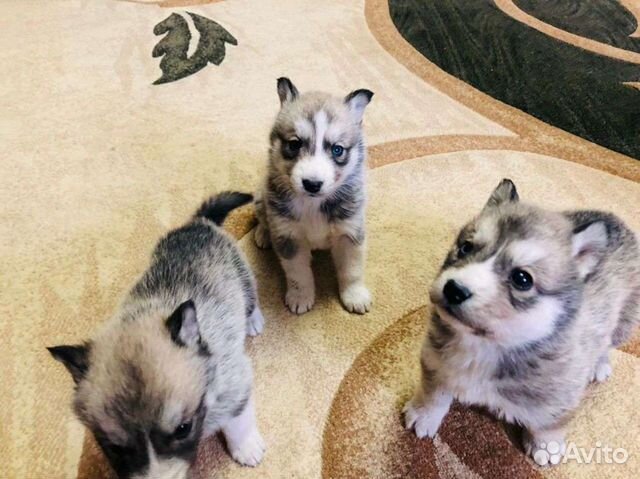 Милашки щенки хаски