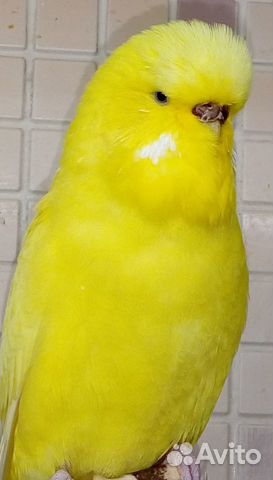 Жёлтый попугайчик, ввп,чех