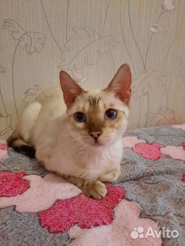 Бенгальская кошка