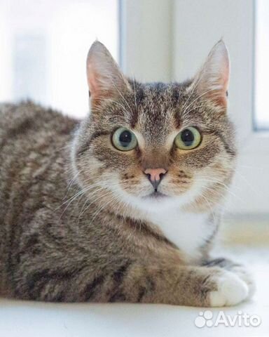Кошка Стеша 3 года