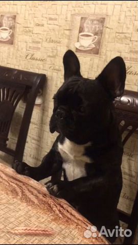 Французский бульдог вязка