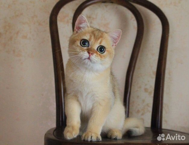 Камаз - золотистый затушеванный котик