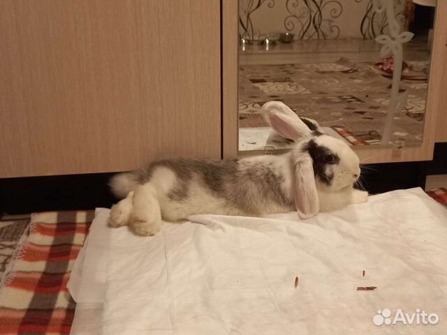 Продам крольчиху