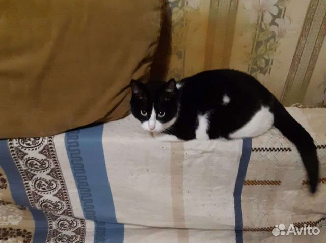 Котик в добрые руки
