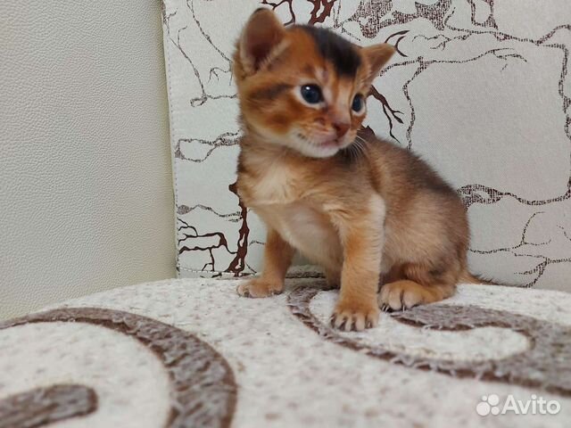 Абиссинский котенок