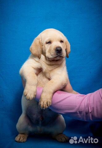 Щенок лабрадора мальчик 2месяца