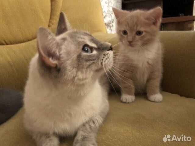 Котята бесплатно
