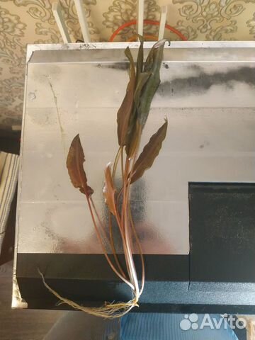 Криптокарина вендта