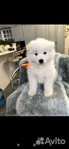 Самоедская лайка