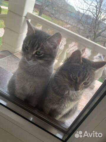 Котятки