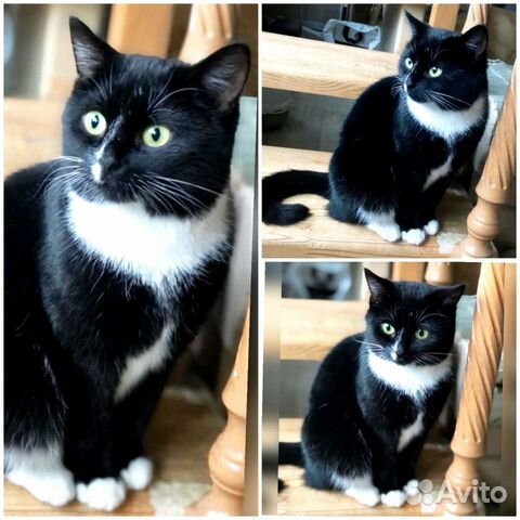 Ласковый котёнок Черри в добрые руки