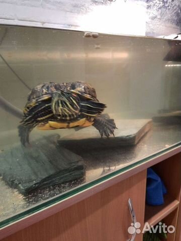 Красноухая черепаха с аквариумом
