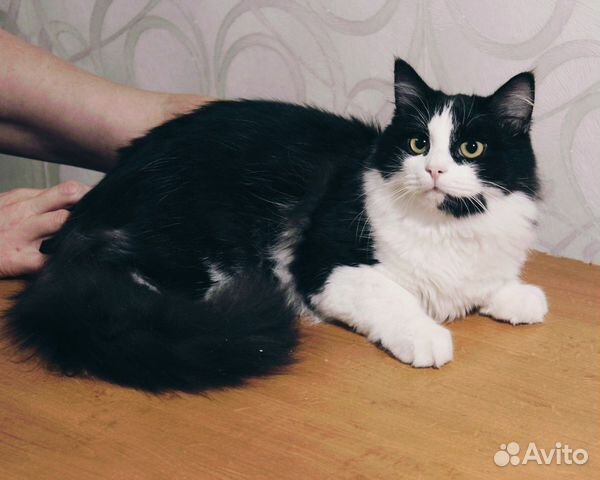 Пушистый котик Захар