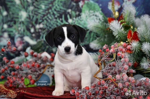 Рuppy JRT exclusive