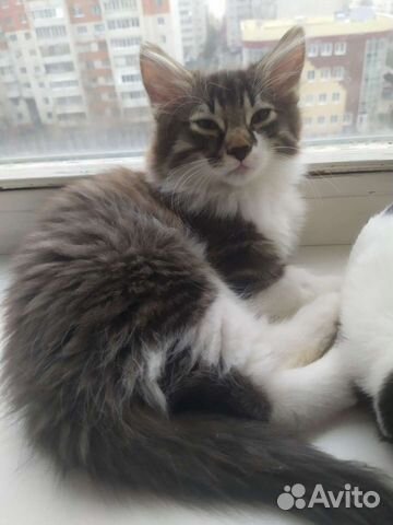 Котята