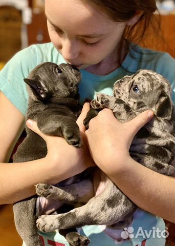 Эксклюзивные детки французята