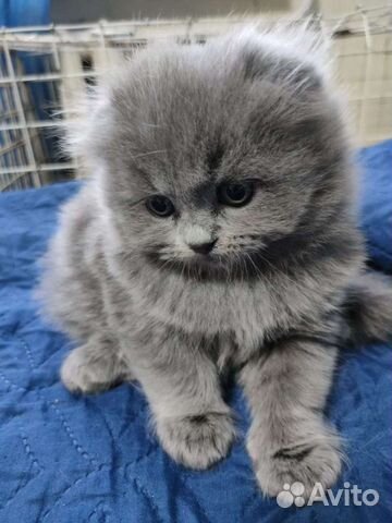 Котенок британский