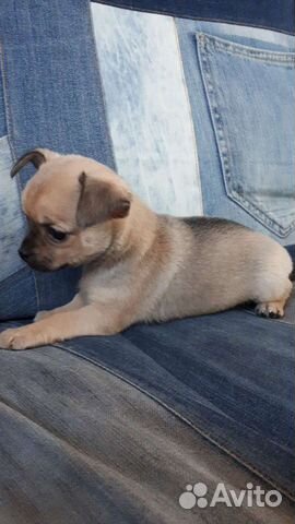 Собаки щенки