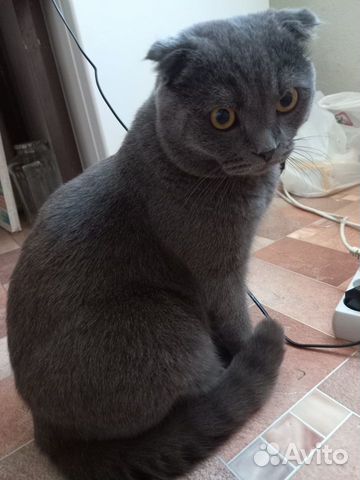 Шотландский кот вязка