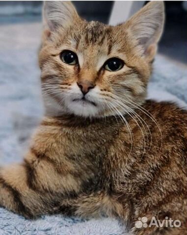 Котята в добрые руки приучены к лотку