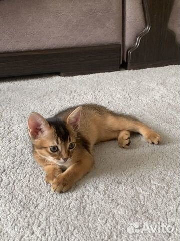 Абиссинские котята