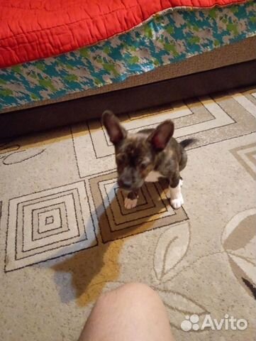 Отдам собаку(бесплатно)