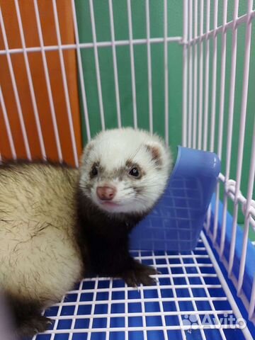 Хорек вместе с клеткой