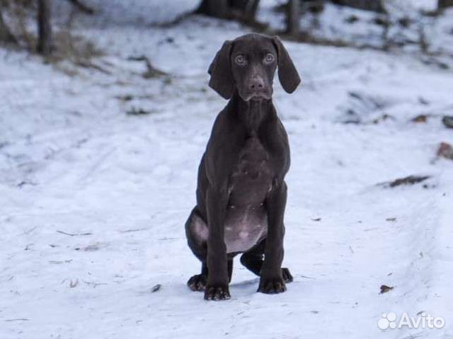 Щенок курцхаара