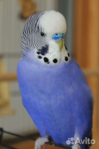 Волнистые попугаи оптом