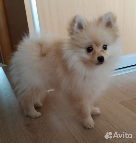 Шпиц померанский