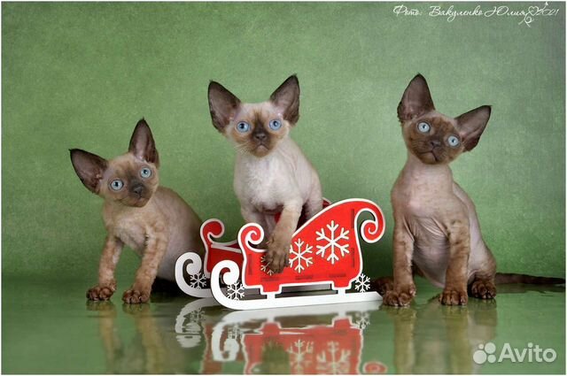 Котята девон-рекс