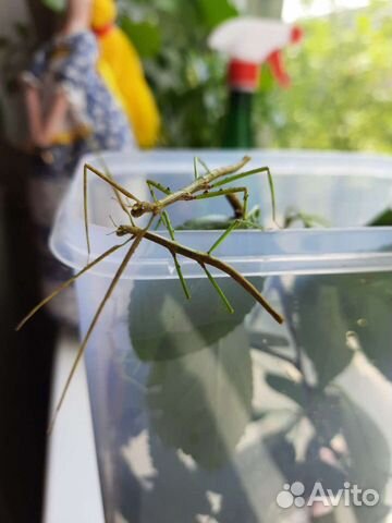 Палочник аннамский