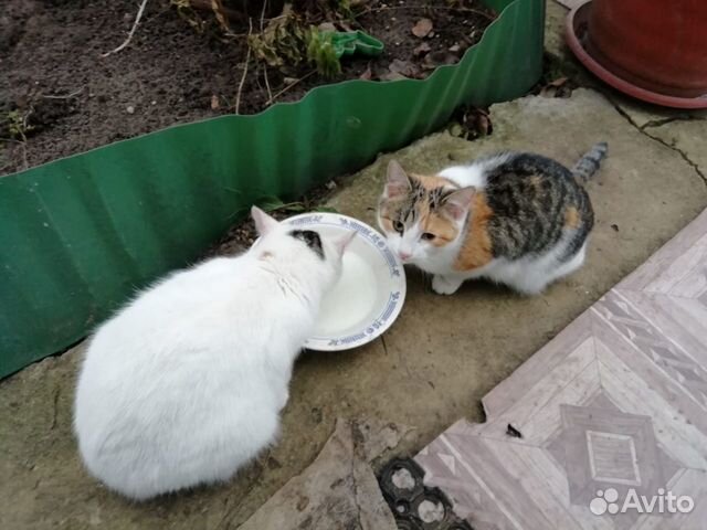 Дачные котята
