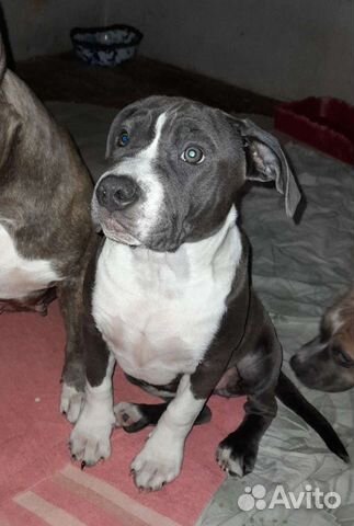 Стаффордширский терьер