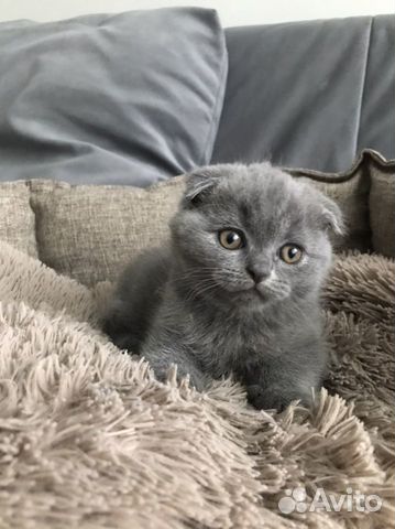 Шотландская