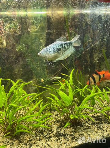 Гурами и барус