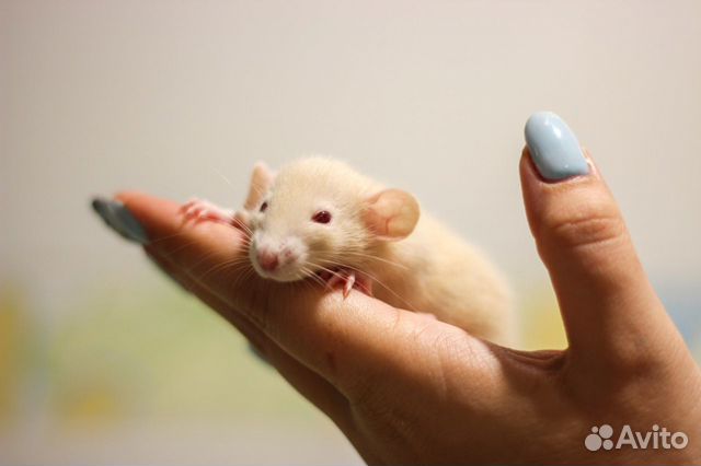 Крысята ищут дом