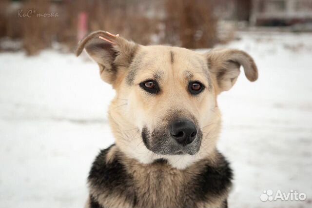 Славная собака Найда ищет дом