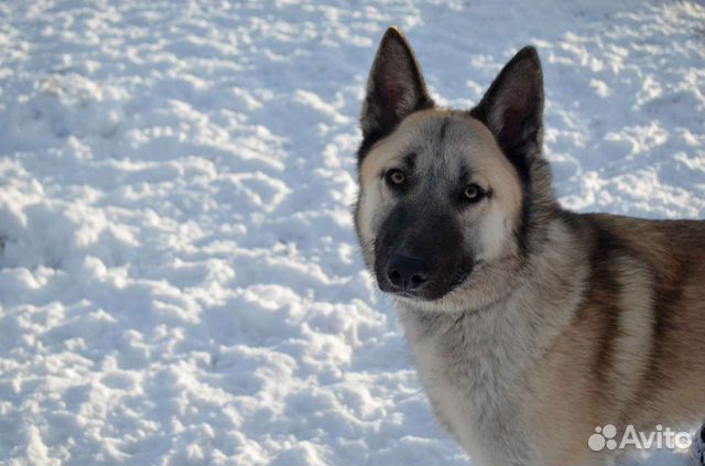 Собака в добрые руки метис лайки