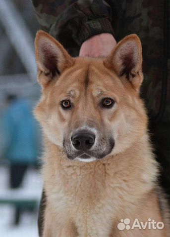 Шикарный пёс пропадает в приюте