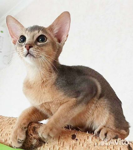 Абиссинский мальчик