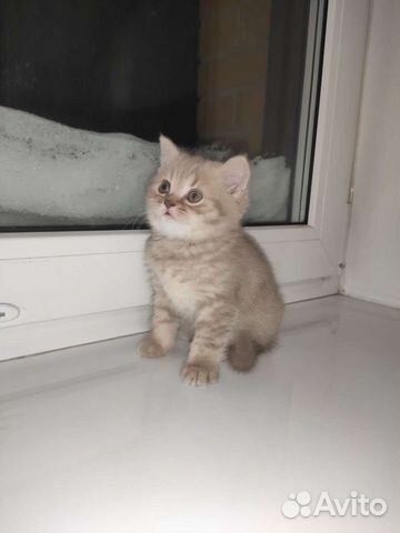 Британские котята