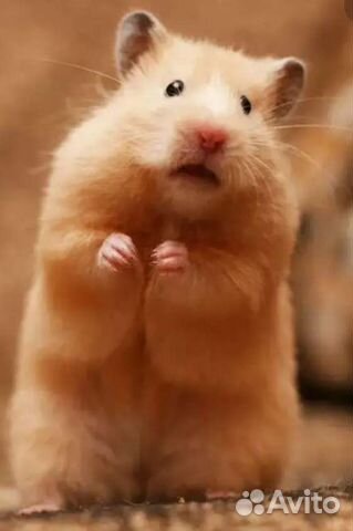 Сирийский хомяк
