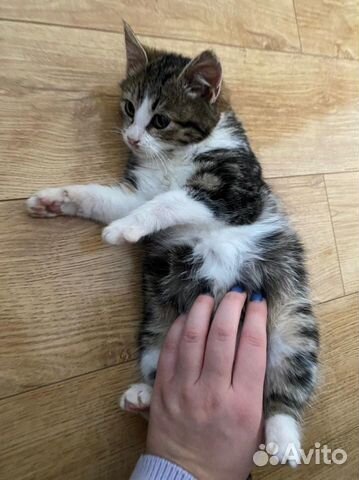 Котенок бесплатно