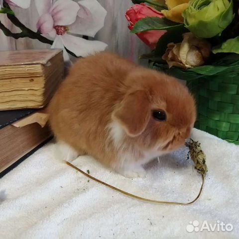 Карликовый баран. Девочка. Красный плащевой